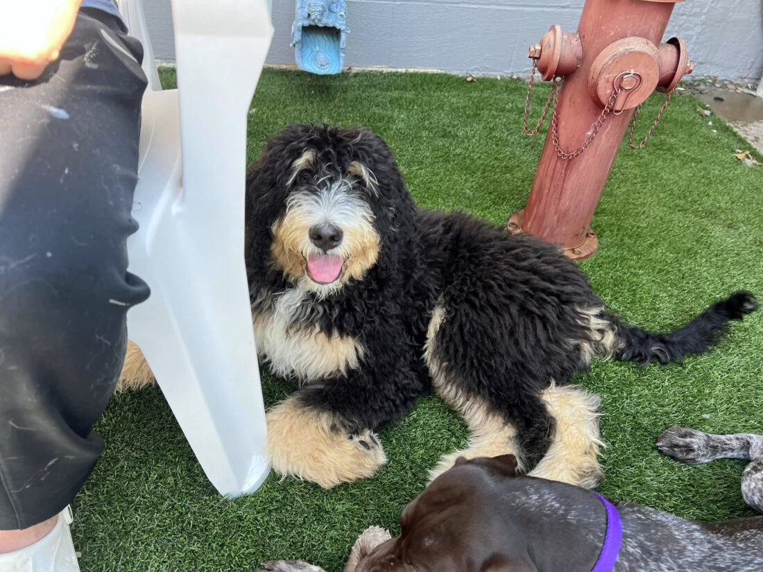 Cindy’s Smiling Sammy Grooming and Boarding provides quality service ...